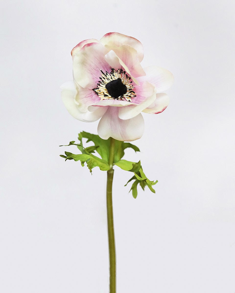 Prestige Botanicals Anemones Collection
