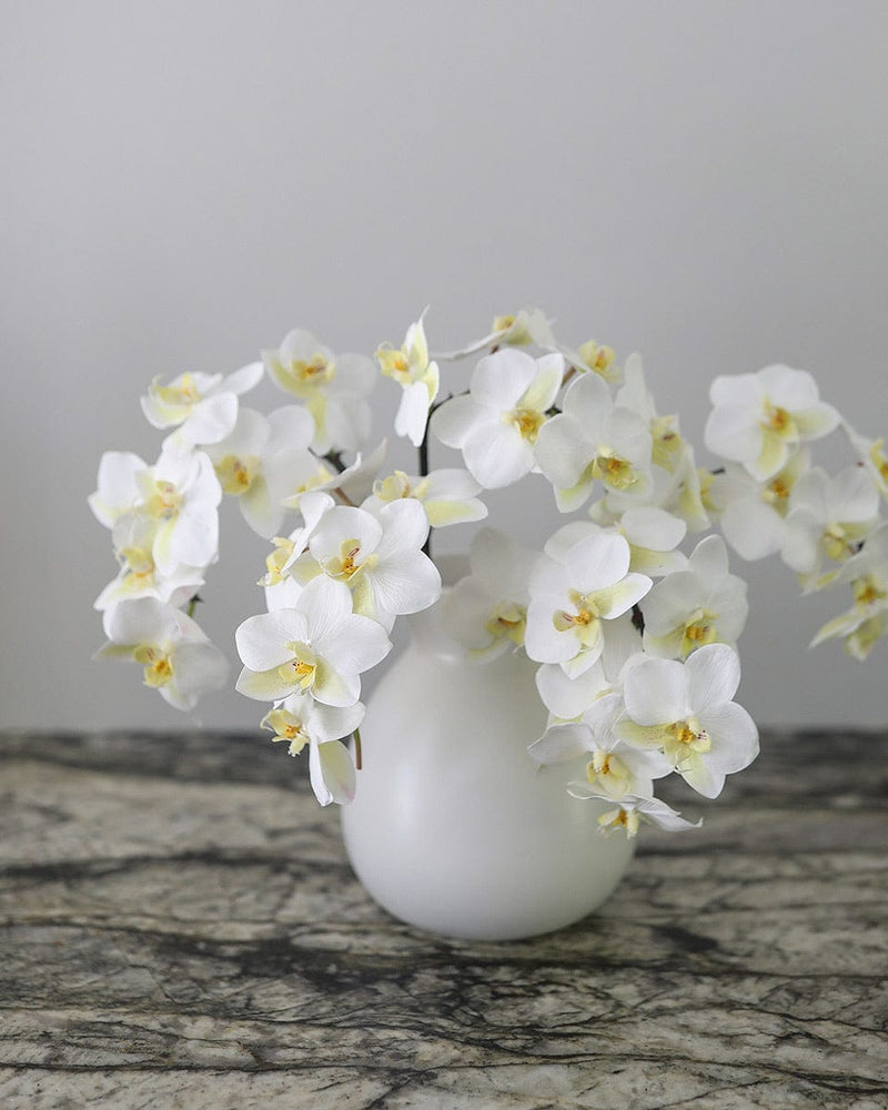Prestige Botanicals Orchids Collection
