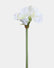 Artificial White Amaryllis 19.5”