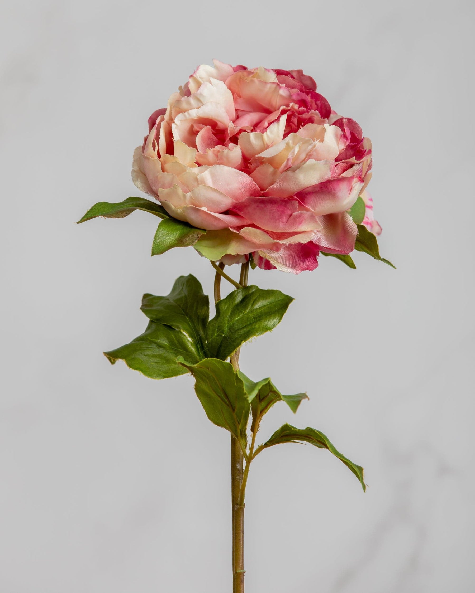 Prestige Botanicals Peony Collection